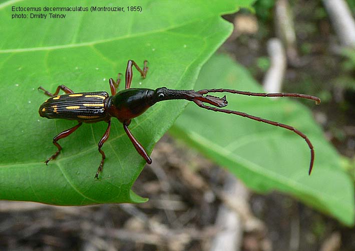 Green ants and weevil | Project Noah
